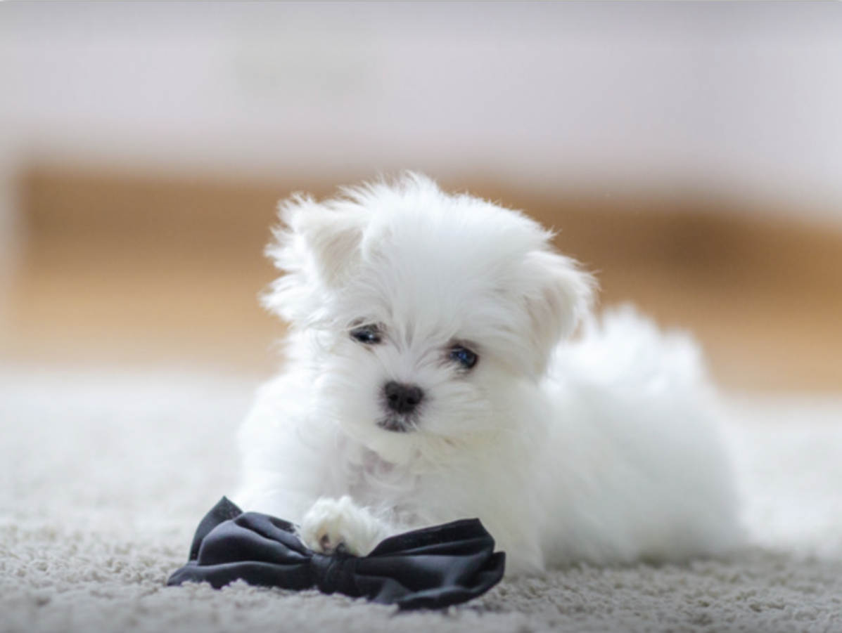 Puppy – One Smart Dog